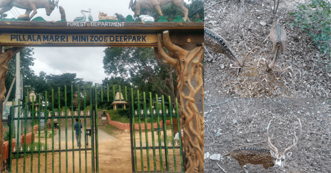 Exploring Pillalamarri: India's Oldest Banyan Tree