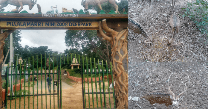 Exploring Pillalamarri: India's Oldest Banyan Tree