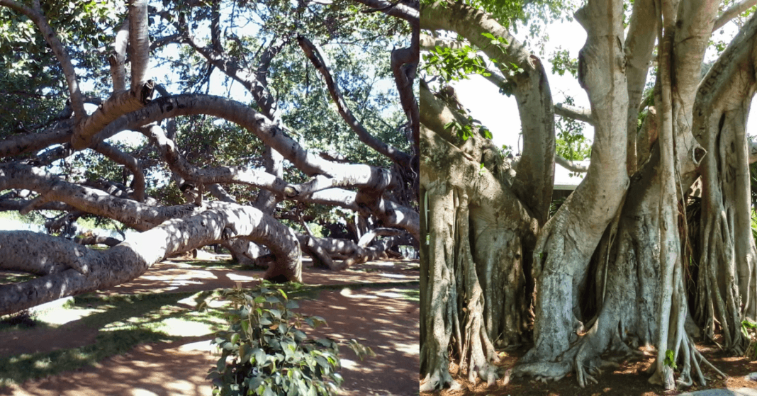 Exploring Pillalamarri: India's Oldest Banyan Tree