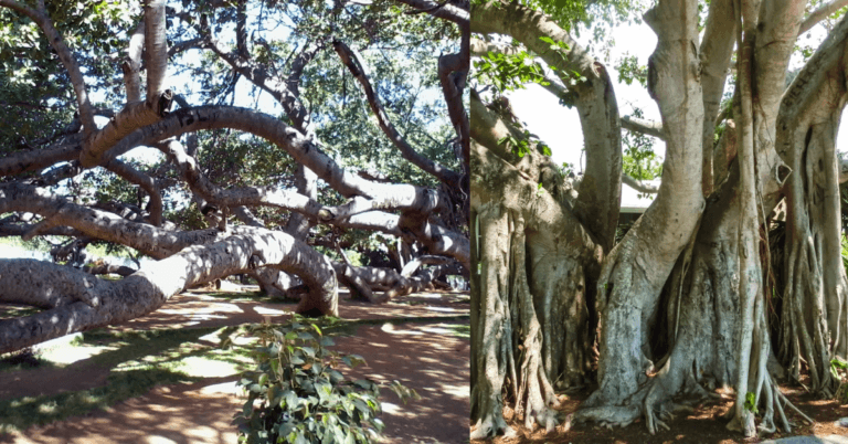 Exploring Pillalamarri: India's Oldest Banyan Tree