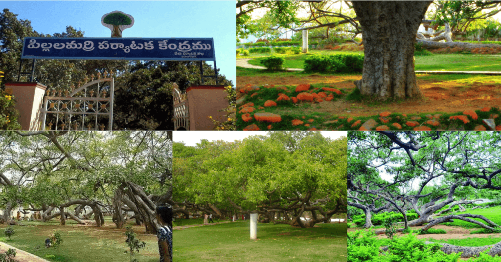 Exploring Pillalamarri: India's Oldest Banyan Tree