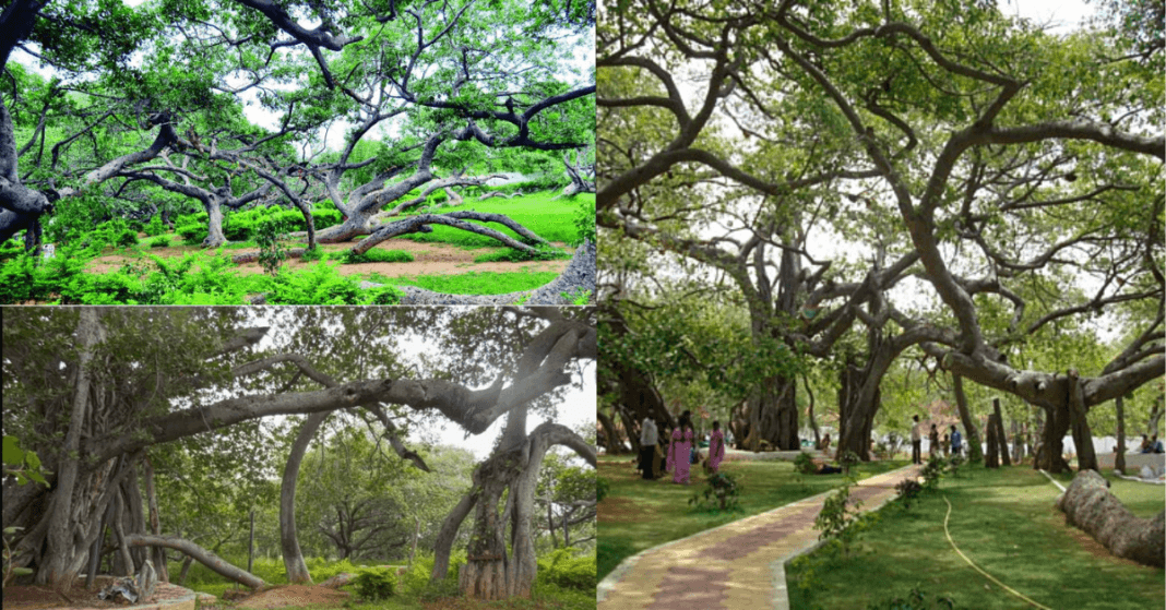 Exploring Pillalamarri: India's Oldest Banyan Tree