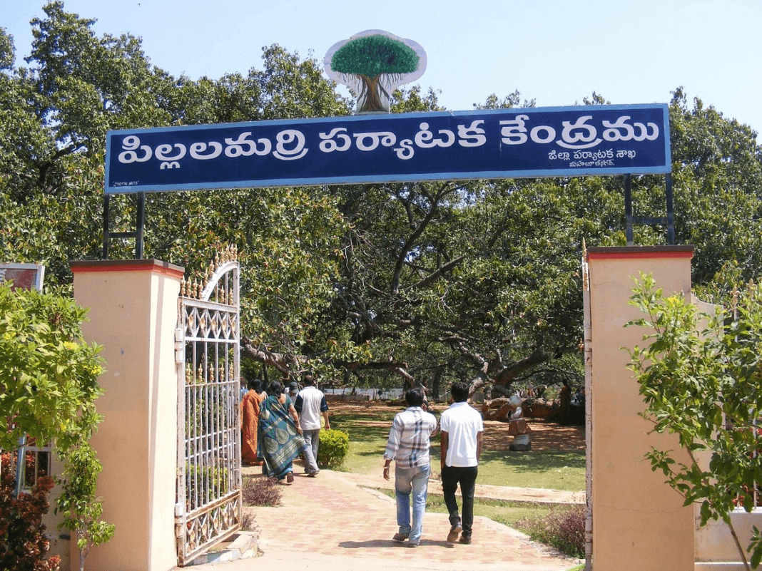 Exploring Pillalamarri: India's Oldest Banyan Tree