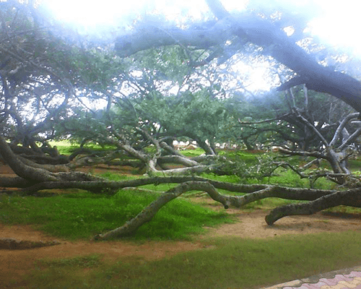 Exploring Pillalamarri: India's Oldest Banyan Tree