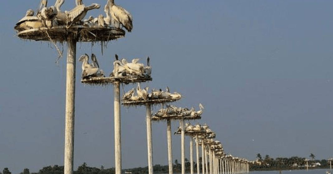 Kolleru Lake bird sanctuary timings and complete information guide