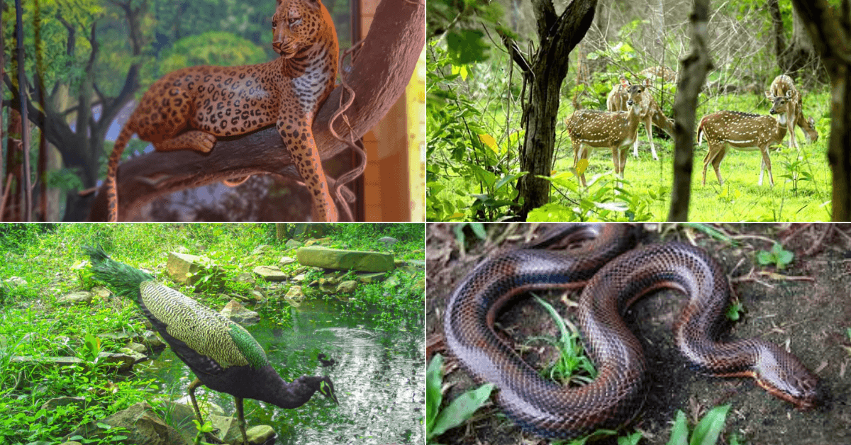 Nallamala Forest Treks Kurnool Timings, Safety Tips and Adventure